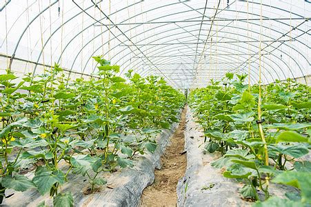 黄瓜种植大棚高清图片下载 正版图片501605601 摄图网