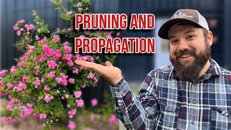 How To Prune And Propagate A Climbing Rose Peggy Martin Climbing Rose