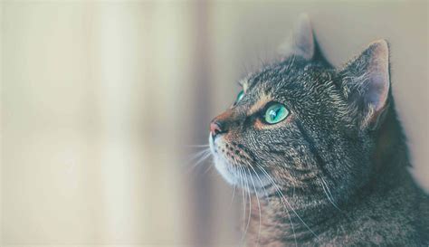 Does Your Cat Have Bald Patches Knutsford Vets Honest Tailored Care
