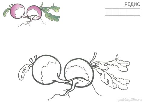 Раскраска Редис Детские раскраски на тему Овощи