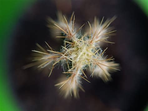 Siky Tip Of Cactus Tree Stock Image Image Of Nature 310741181