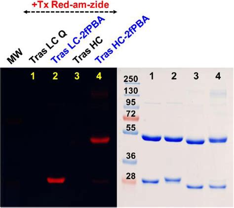 Figure 2 From Site Specific Bioconjugation And Multi Bioorthogonal