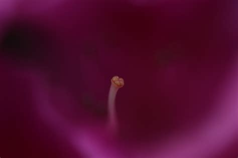 誘惑 By 楓花 （id：4379954） 写真共有サイト Photohito