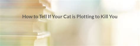 How To Tell If Your Cat Is Plotting To Kill You Yoors