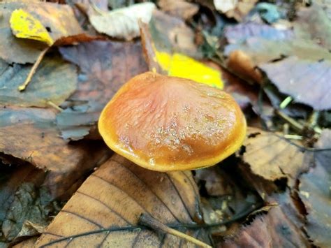キノコの大地 釣りバカ日記