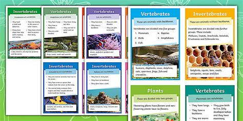 Ks2 Vertebrates And Invertebrates Cards Science Resource