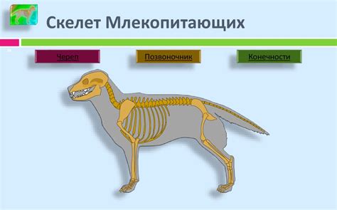 Практическая работа № 5 «Сравнение строения скелетов позвоночных животных презентация онлайн