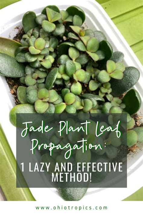 Jade Plant Leaf Propagation Jade Plants Jade Succulent Propagating