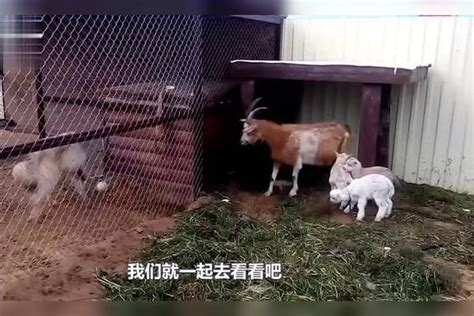 暴躁山羊和野狼互相看不顺眼，火药味十足，下一秒请憋住别笑！火药味山羊