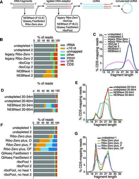 Rrna Depletion And Fragment Length Perturbation By Commercial Kits A Download Scientific