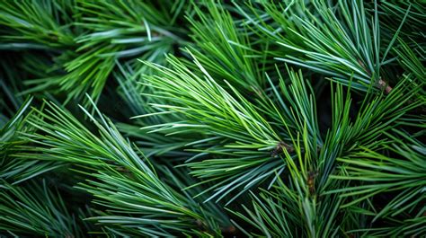 솔잎 질감을 가까이서 본 모습 소나무 가지 솔잎 크리스마스 나무 배경 일러스트 및 사진 무료 다운로드 Pngtree