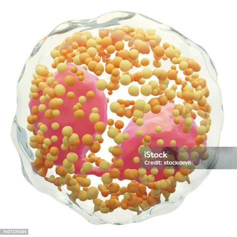 호산구 투명성 막과 다핵과 많은 큰 과립을 가진 백혈구 고립 된 흰색 배경 3d 렌더링 호산구에 대한 스톡 사진 및 기타 이미지 Istock