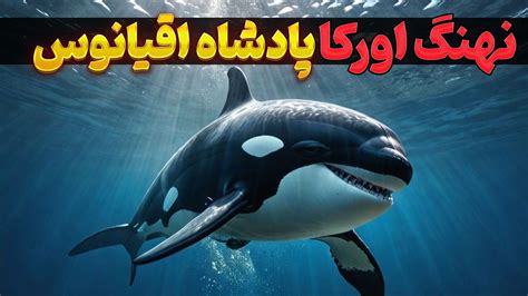 نهنگ اورکا جنگجوی بی‌رحم اقیانوس قاتل کوسه‌ها و خطرناک‌ترین موجود