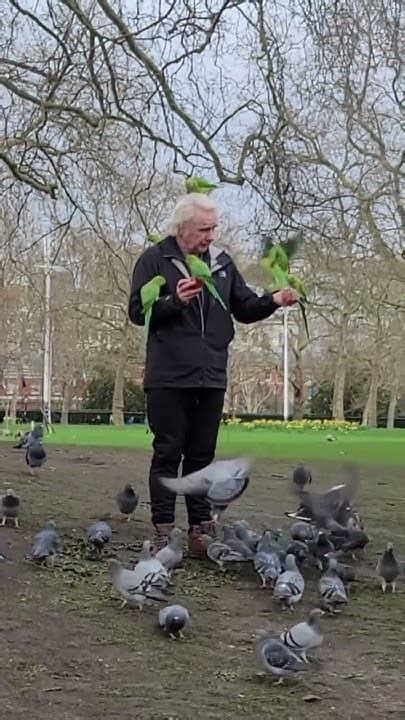 세인트제임스공원의 새들 Youtube