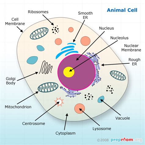 Science Semester 2 Final Diagram Quizlet