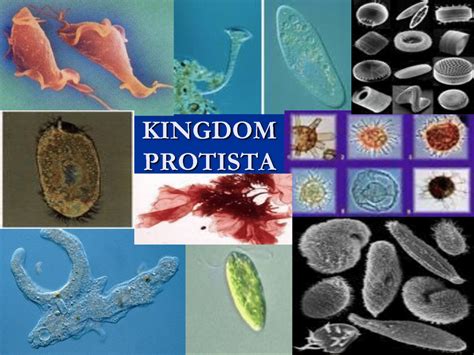 Pengertian Ciri Ciri Dan Pembagian Subkingdom Protista Menurut Ahli