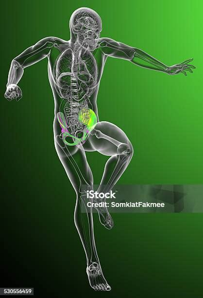 3 D 렌더링 디스트리토 일러스트 골반뼈 건강관리와 의술에 대한 스톡 사진 및 기타 이미지 건강관리와 의술 골반 관절 Istock
