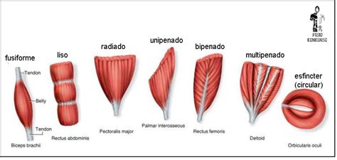Fundamentos Neuromuscular Part I Cinesioterapia Fisio Concurso