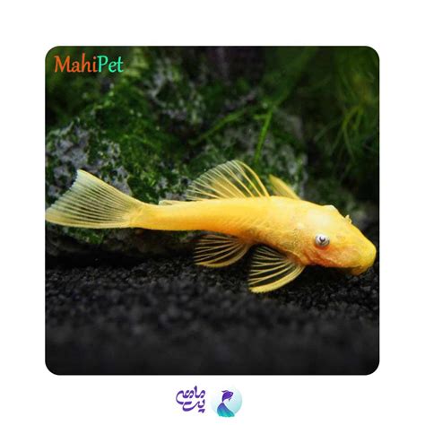 خربد ماهی کت پوزه بوته ای آلبینو باله کوتاه 8 تا 10 سانتی متر ماهی پت فروشگاه اینترنتی