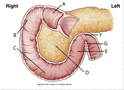 Pancreas And Duodenum Anatomy Diagram Quizlet