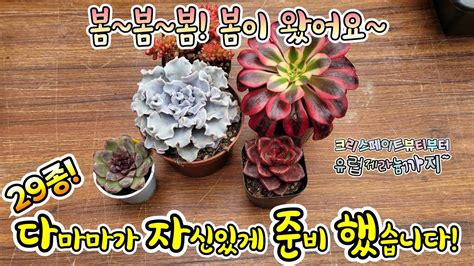 다마마 3월 두번째 다육판매다육이 봄다육 제라늄 Youtube