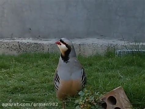 کبک کردستان علی پیری زاهدان