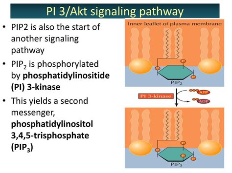 Ppt Cell Signaling Ii Signal Transduction Pathways Powerpoint Presentation Id 4116658
