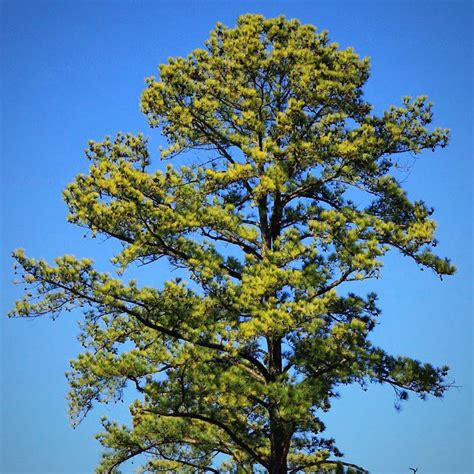 Pinus Taeda ~ Loblolly Pine Glass Farm Nursery