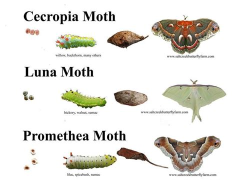 Cecropia Moth Life Cycle
