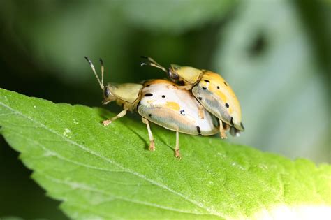 Mating Season Free Photo On Pixabay Pixabay