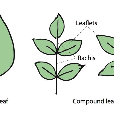PDF Plant Species Identification Using Computer Vision Techniques A Systematic Literature Review
