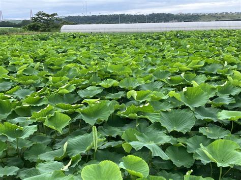 まちネタいよいよ収穫時期到来河北潟干拓地一面に広がるれんこん畑 いいじ金沢