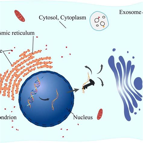 The Detail Information Of Benchmark Dataset For Mrna Subcellular Download Scientific Diagram