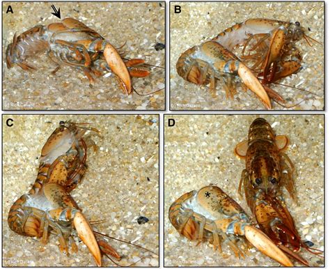 Arthropods Digestive Tract
