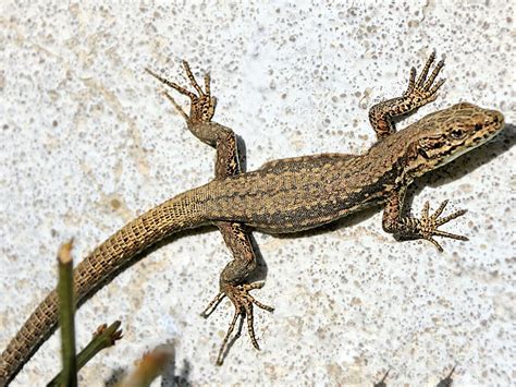 Pays de Montbéliard. Début janvier, les lézards sont déjà de sortie