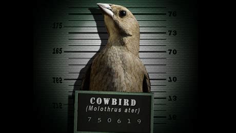 Nova Official Website Gangster Birds
