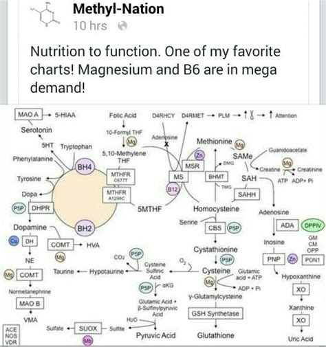 Methylation Chart Methylation Tyrosine Mthfr