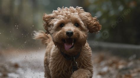 빗속에서 노는 푸들 강아지 도그 런에서 행복하게 달리는 호주 래브라두들 고화질 사진 사진 배경 일러스트 및 사진 무료