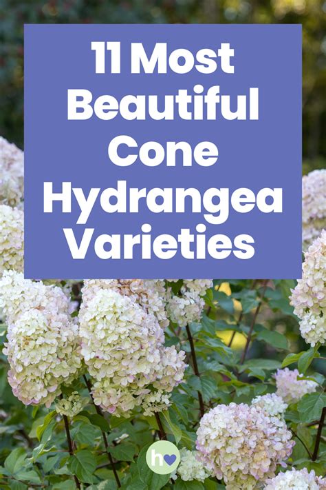 11 Most Beautiful Cone Hydrangea Varieties Hydrangea Varieties