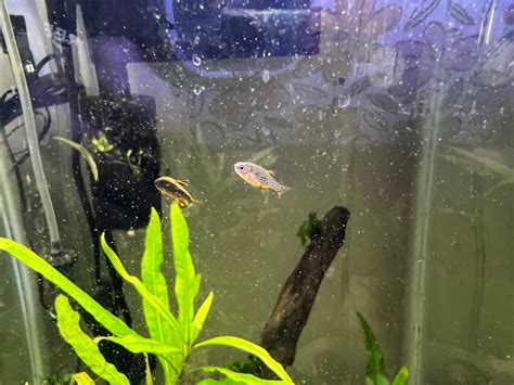 Cpd Breeding Fish Breeding Care