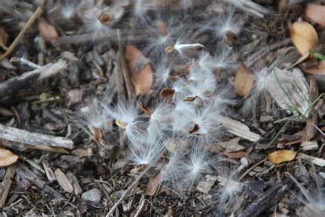 Stapelia Lepida Seeds Alice Liles
