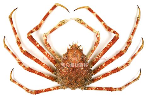 タカアシガニ高足蟹カニ旬の魚介百科