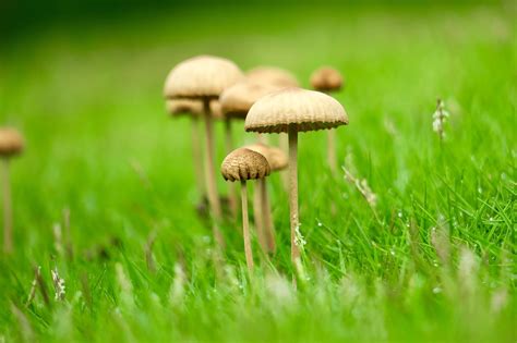 菇 新鮮 自然 Pixabay上的免费照片 Pixabay