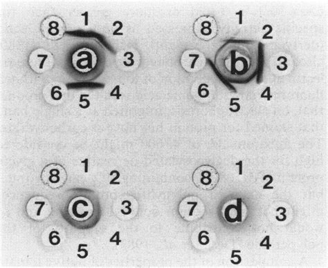 Serological Reactions Of Tomato Lectin Deglycosylated Tomato Lectin Download Scientific