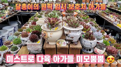 이쁜 아가들은 시작부터가 달라요 미스트로 미모뿜뿜 시작부터 다른 이쁜아가들 다육이 창 국민이 묵둥이 귀둥이 희귀다육 선별종자 달콤한총각 라온다육맘 Youtube