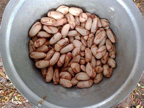 Boiled Jackfruit Seeds Thailandtvnews