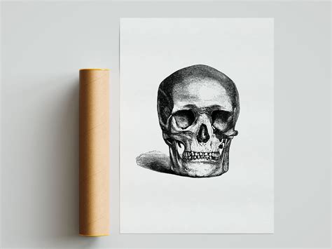 Human Skull Anatomy Poster Skull Drawing Vintage Skull Etsy