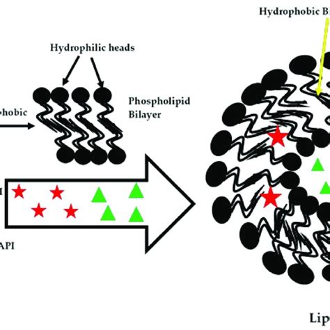General Structure Of Phospholipids Download Scientific Diagram