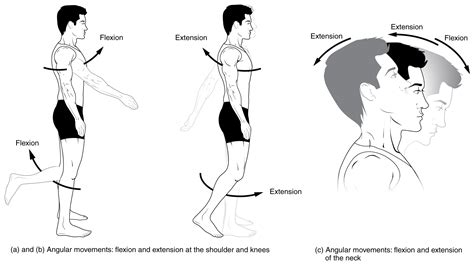 What Is Shoulder Flexion At Sean Chaffey Blog