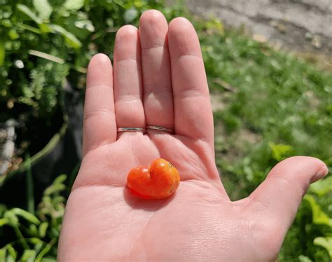 Endless Mashed Potatoes Rmightyharvest